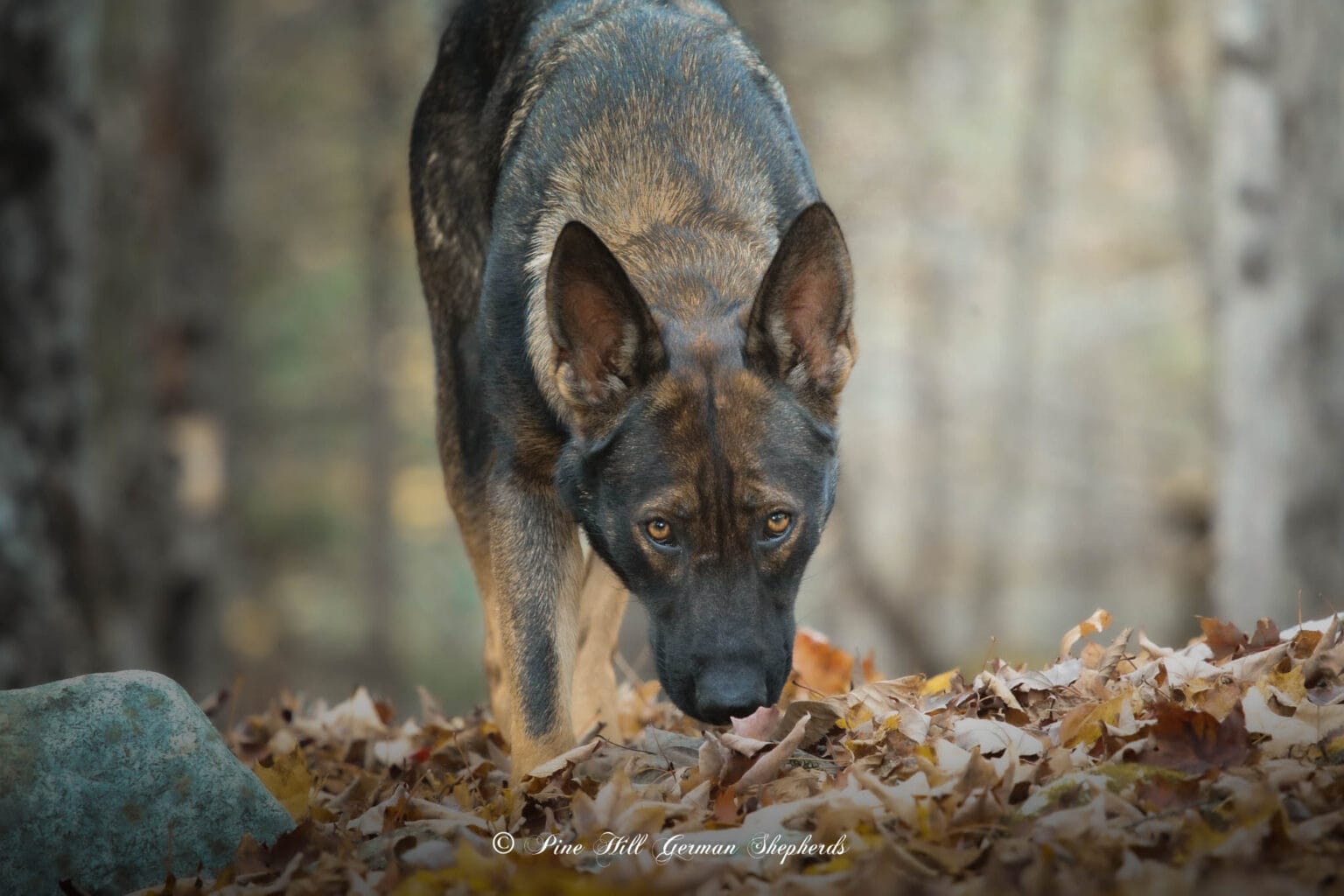 Top 5 Most Famous German Shepherds In The World