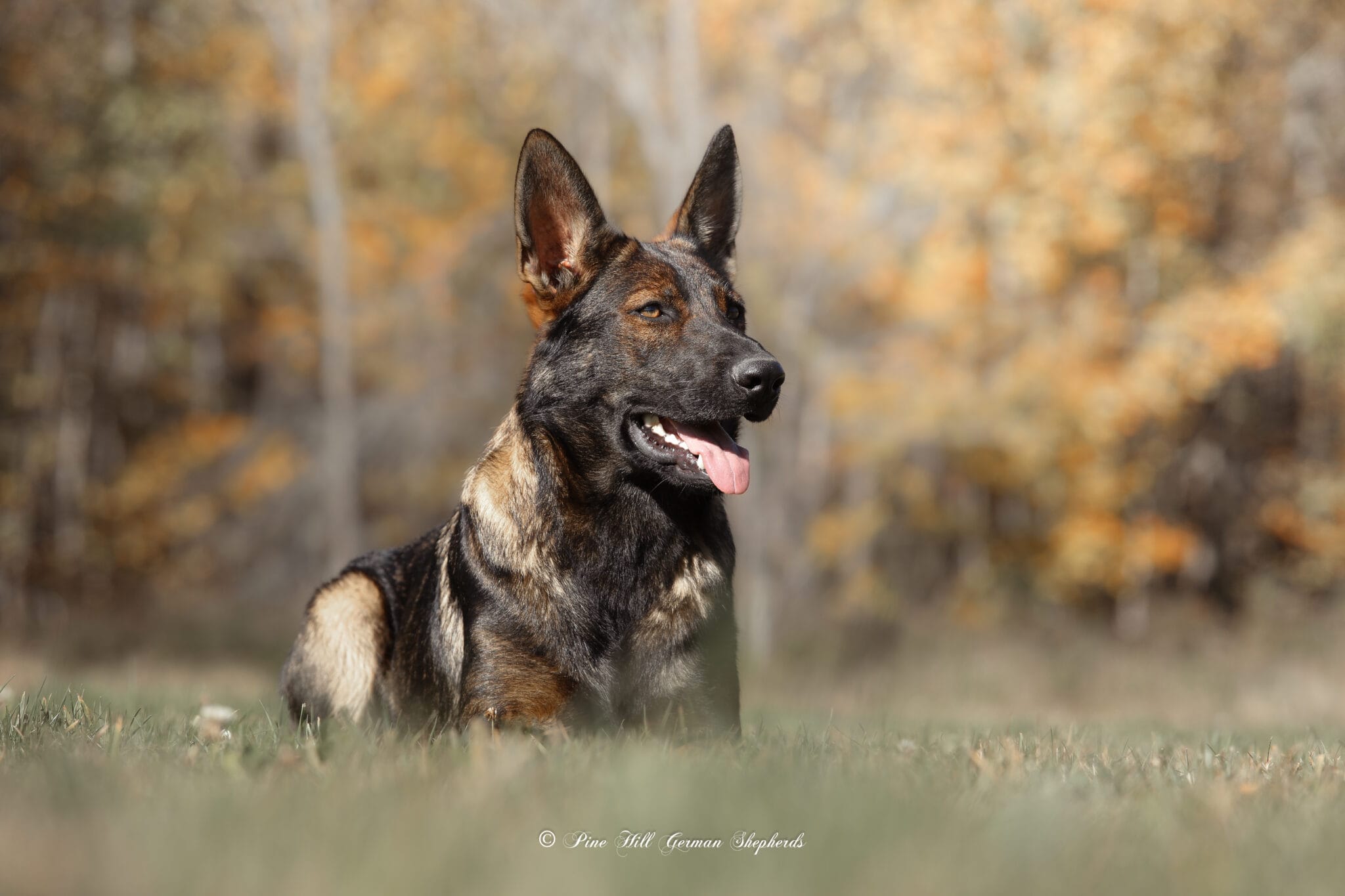 German Shepherd Coat Types: Short, Long & Plush Guide