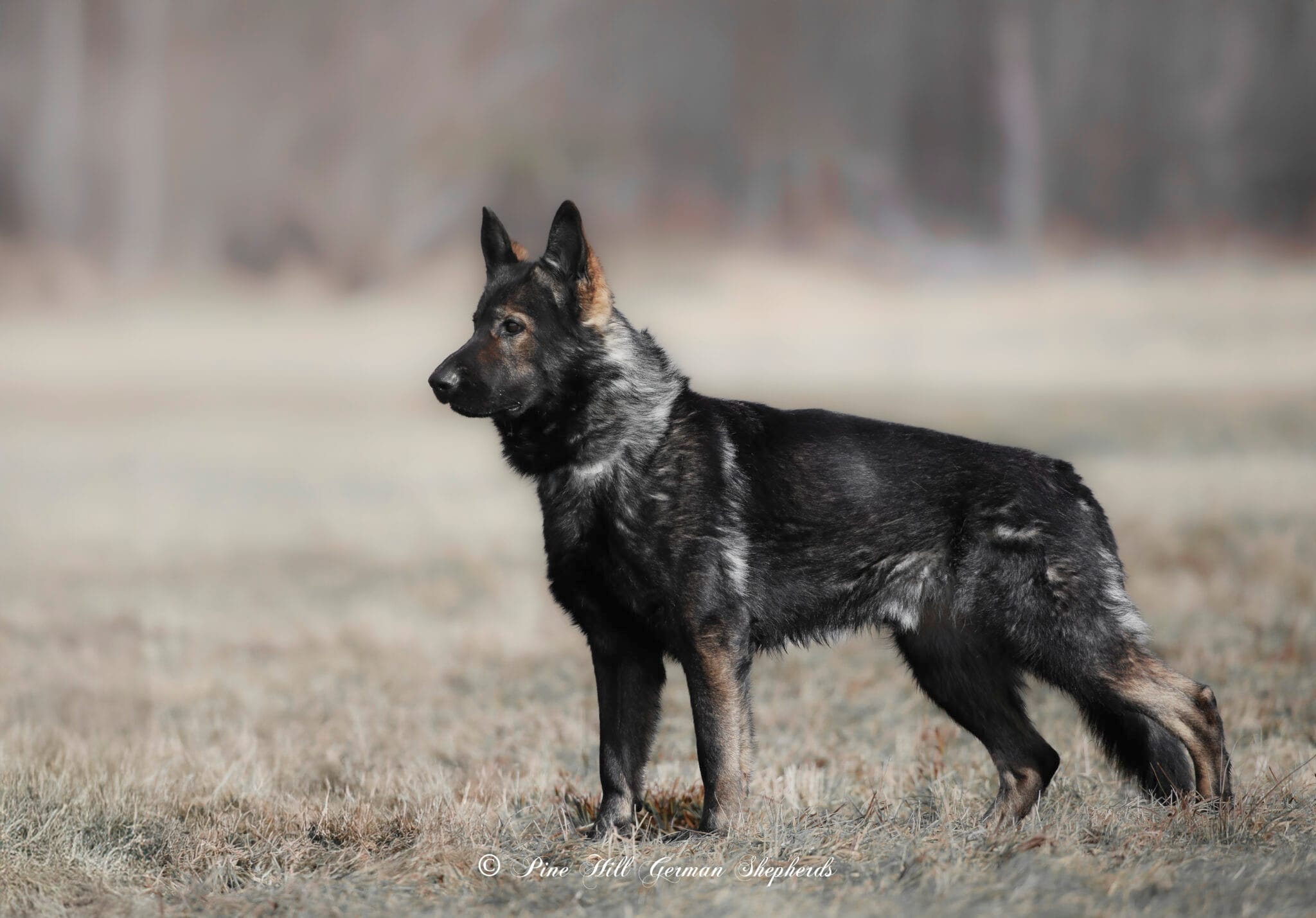 Understanding the Czech Working Line German Shepherd