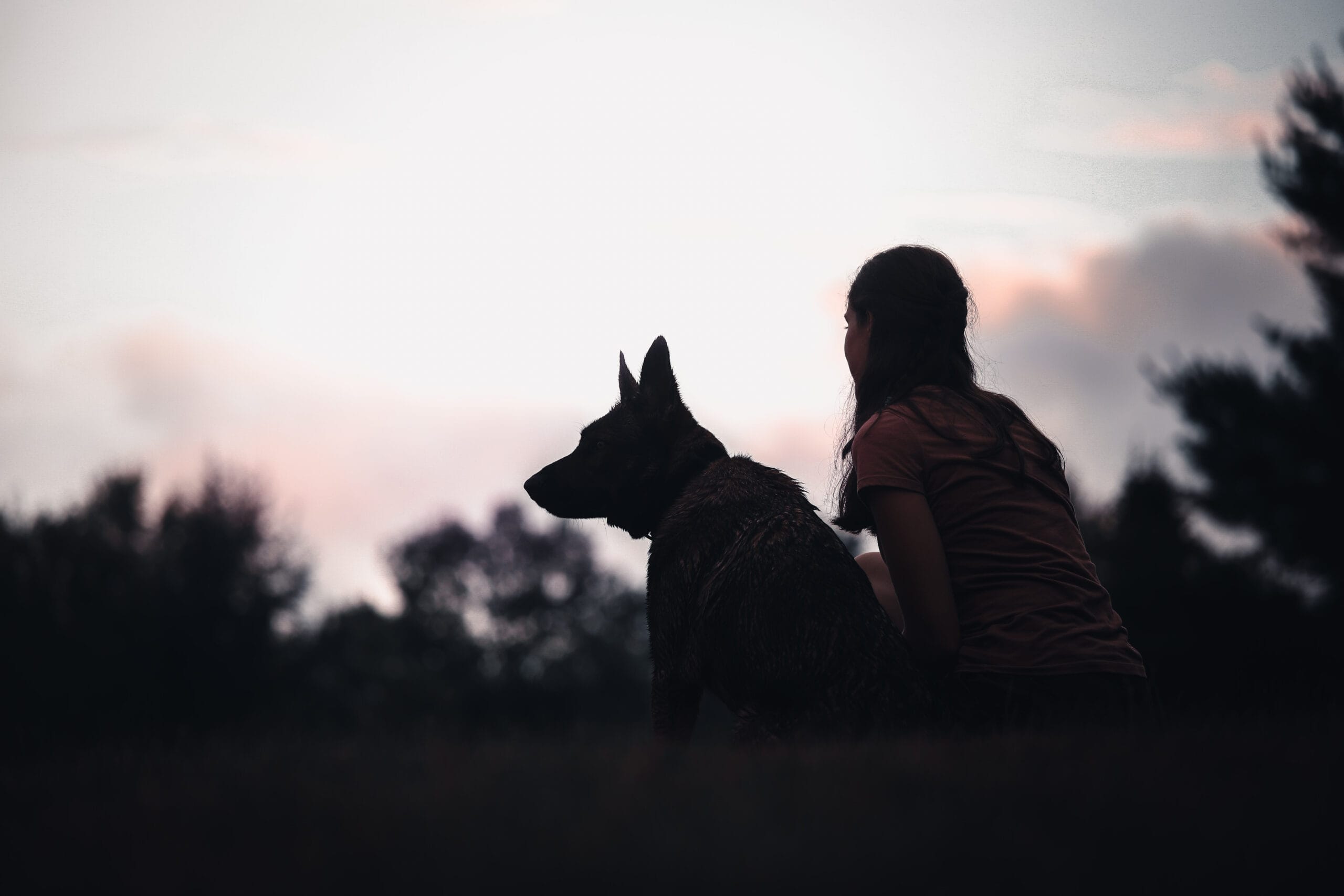 Top 5 Most Famous German Shepherds In The World